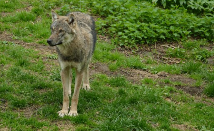 Wolf Bram vormt een gevaar voor mensen - Soesterberg Nieuws
